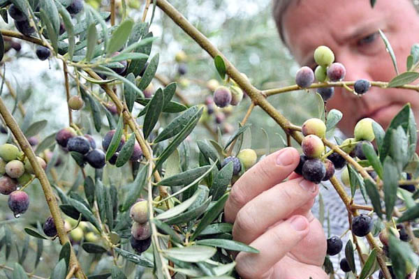 ΔΑΟΚ Π.Ε. Αρκαδίας: Πρόσληψη 4 ατόμων για το Πρόγραμμα Καταπολέμησης ...
